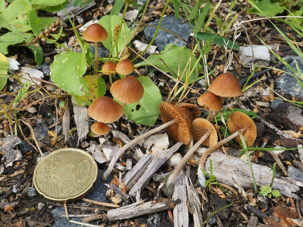 Sinityvikuupikka (Conocybula cyanopus) - Muut psilosybiinisienet ...